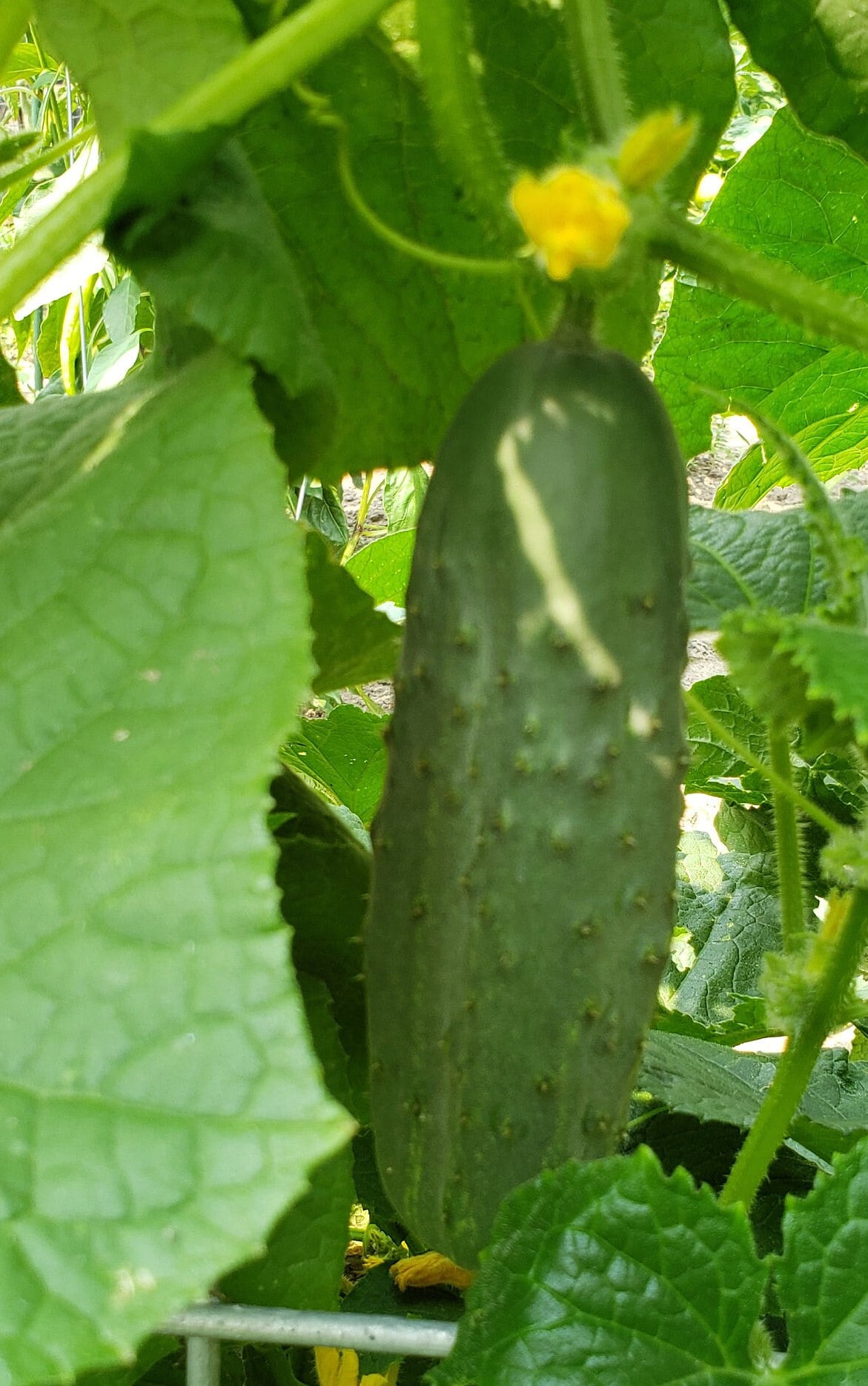 Sweet and Sour Pickles, Artisan Small Batch Sweet Pickles, Bread and ...