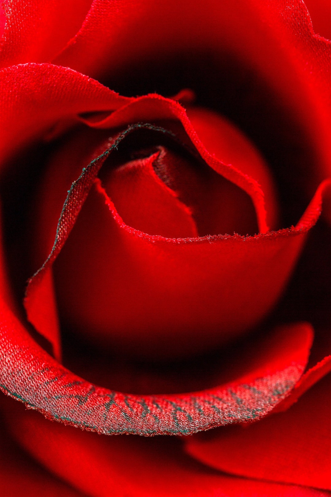 Red Rose Macro Photograph - Etsy