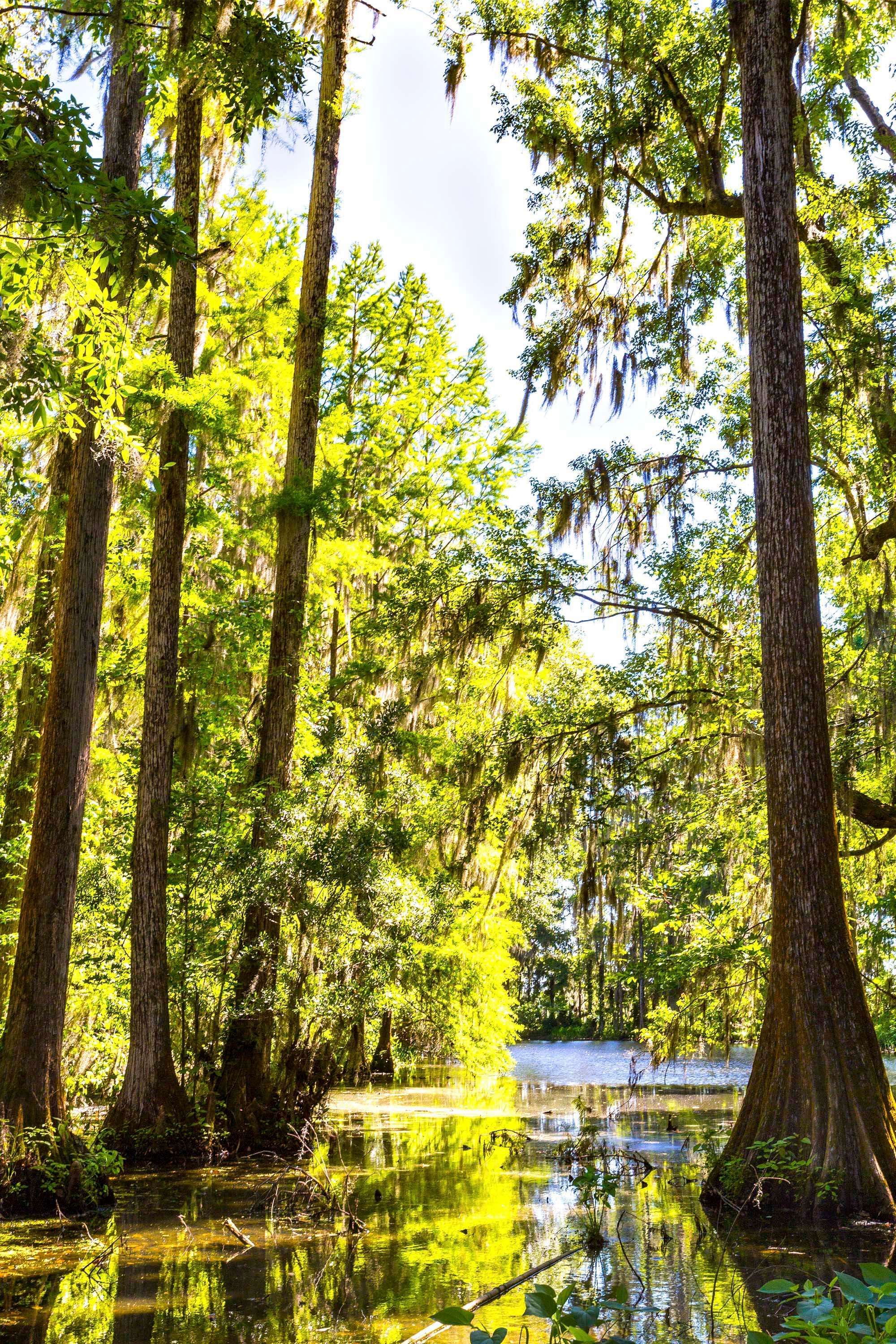 Charleston, SC Swamp Photograph - Etsy
