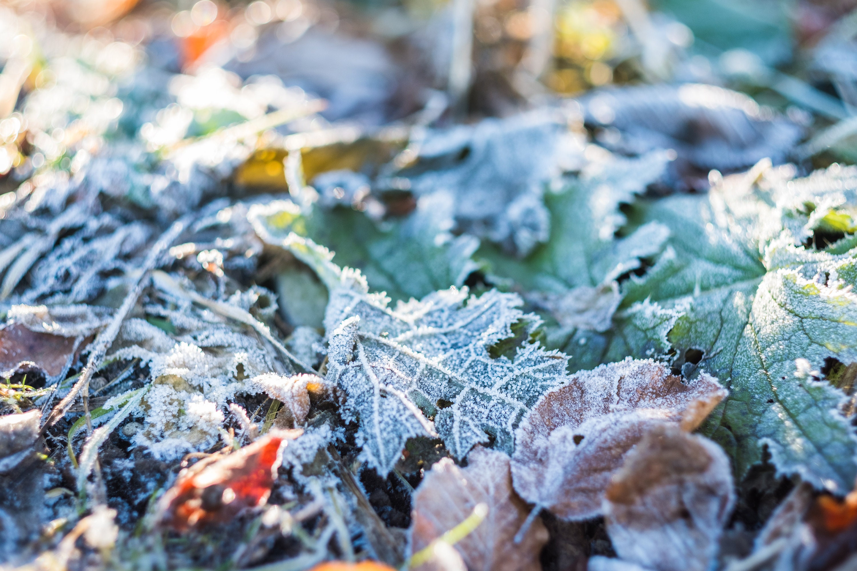 Pictures to Print by Yourself, Instant Download, 20x30cm - Etsy