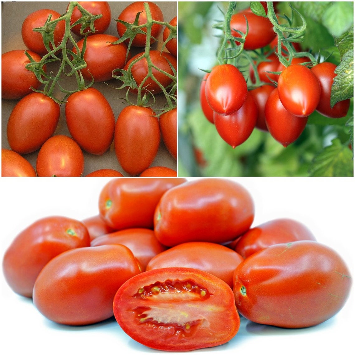 10 Seeds Long Fresh Red Tomato | Etsy