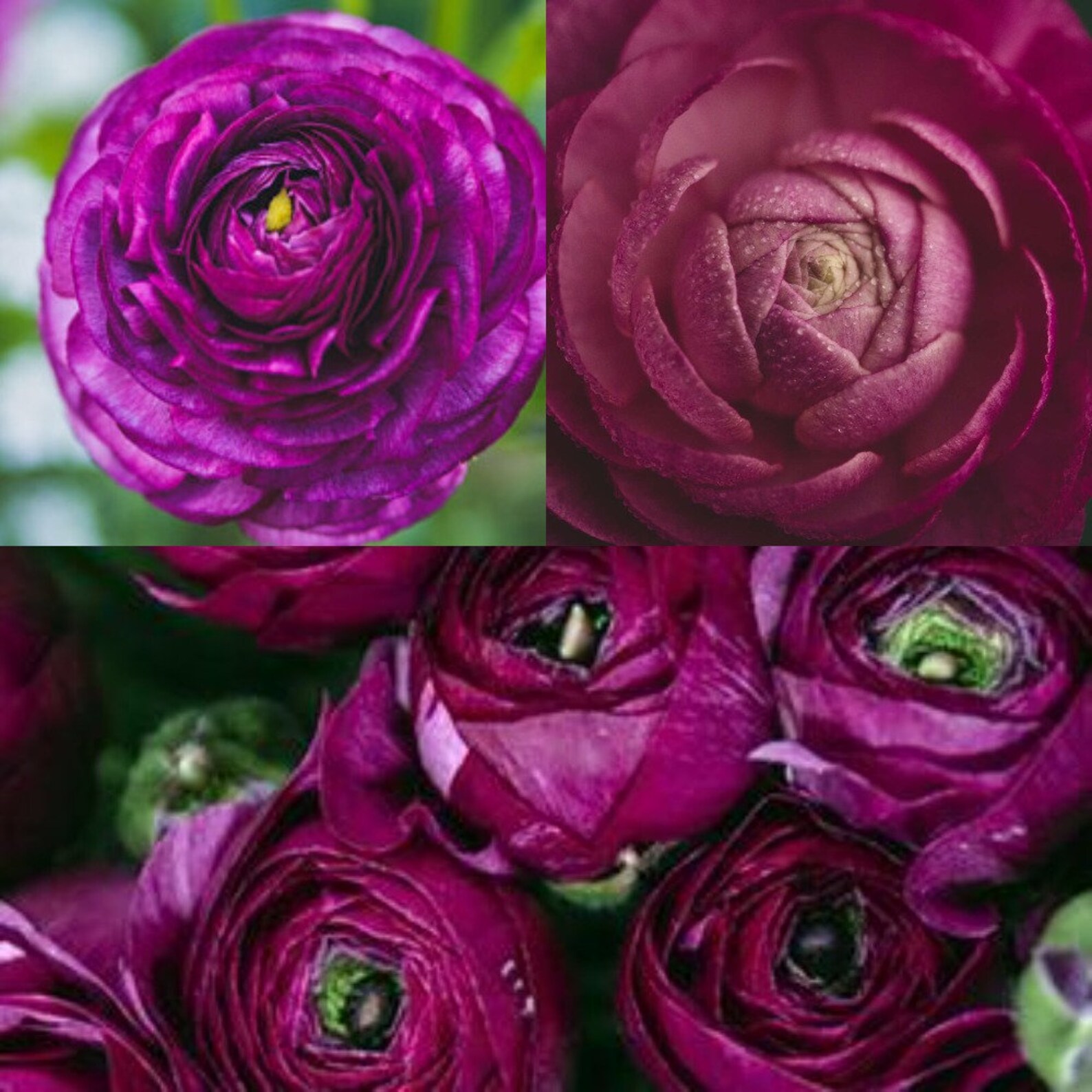 10 20 50 100 Bulbes Ranunculus Aviv Purple Double Flowers | Etsy
