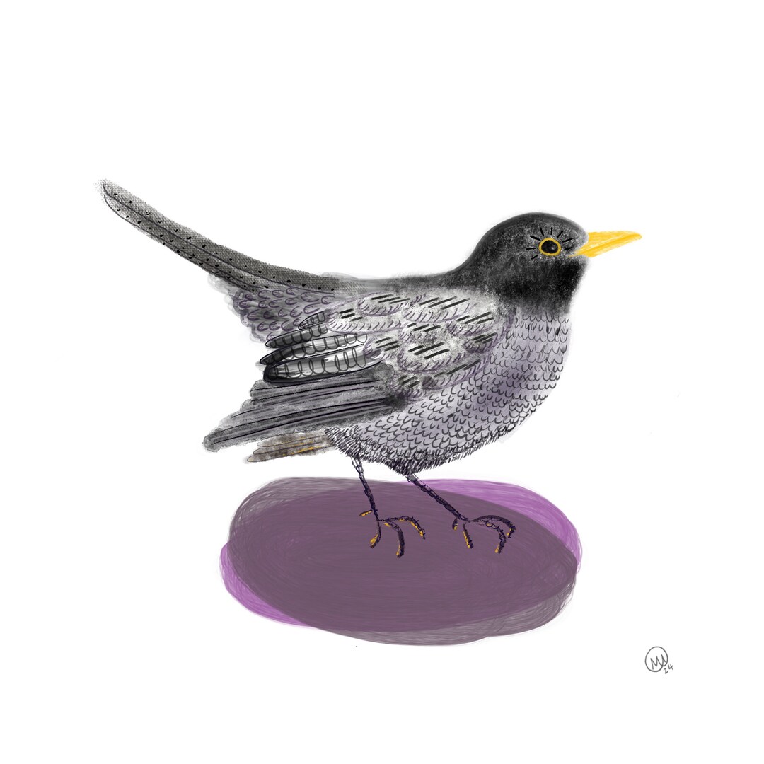 Male Blackbird Digital Illustration (for Download) - Etsy