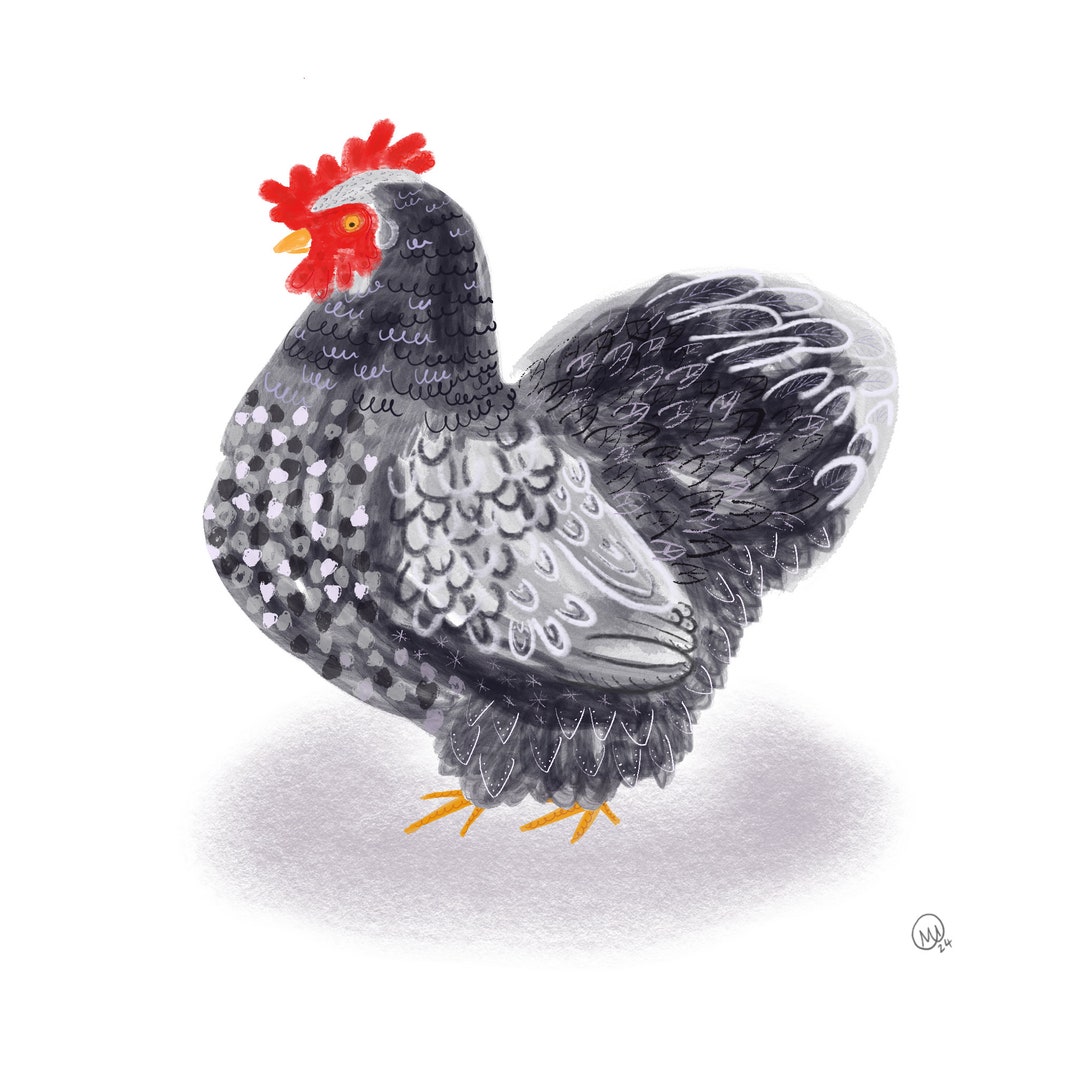 Black and White Hen Digital Illustration (download) - Etsy