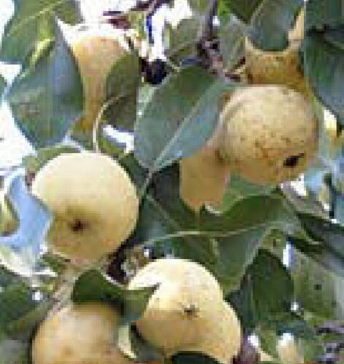 RARE Very Hardy Ussurian Pear fruit tree Edible foodplot | Etsy