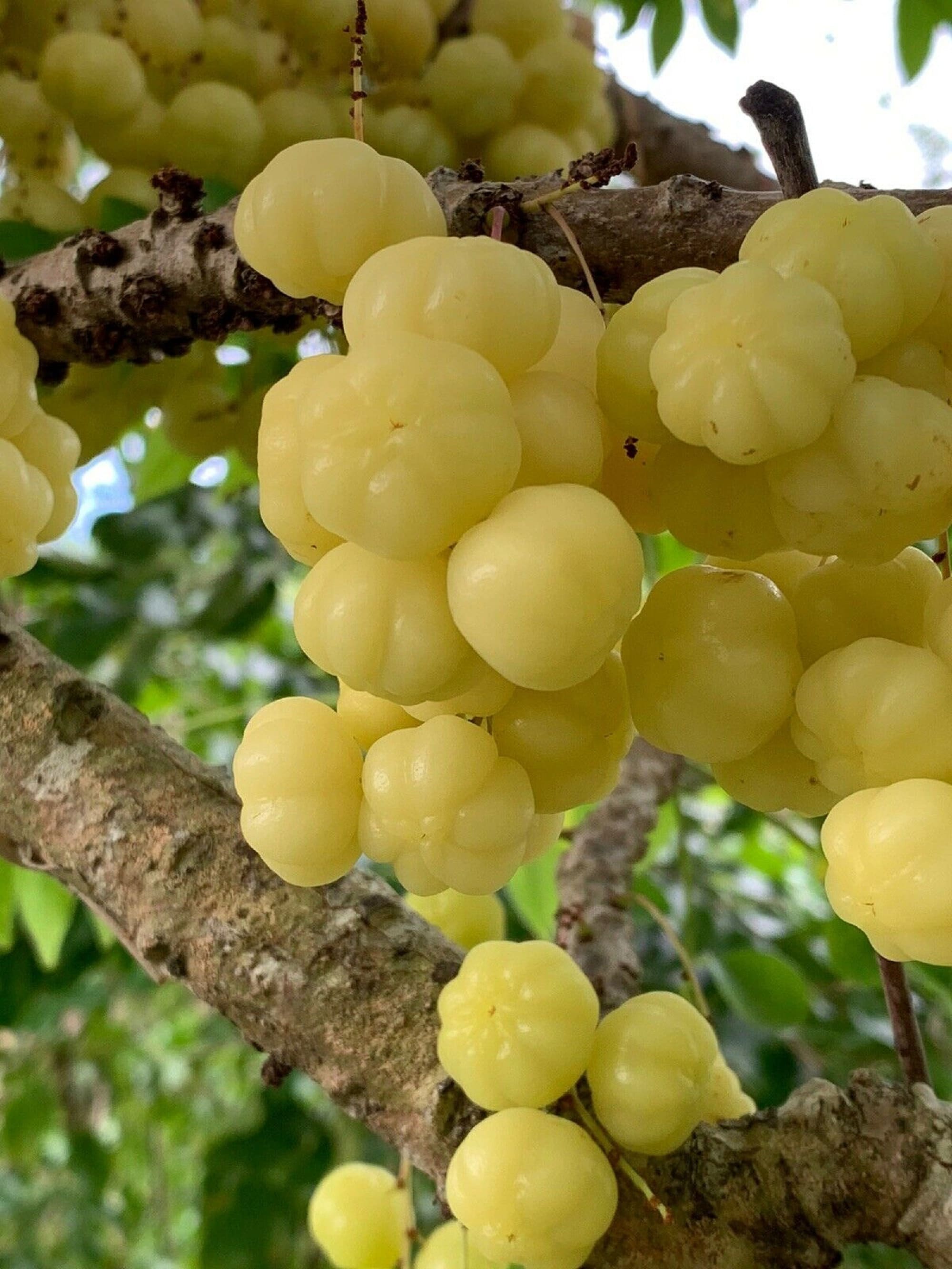 Currant Grosella estrellada Tropical Live Fruit Tree | Etsy
