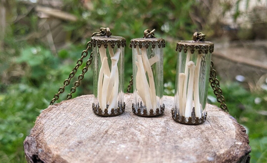 Foraged Animal Bones/teeth Curio Vials - Etsy
