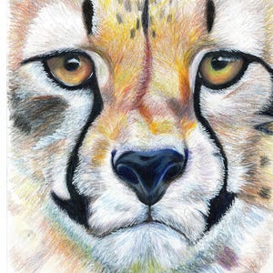 Cheetah Portrait - Etsy