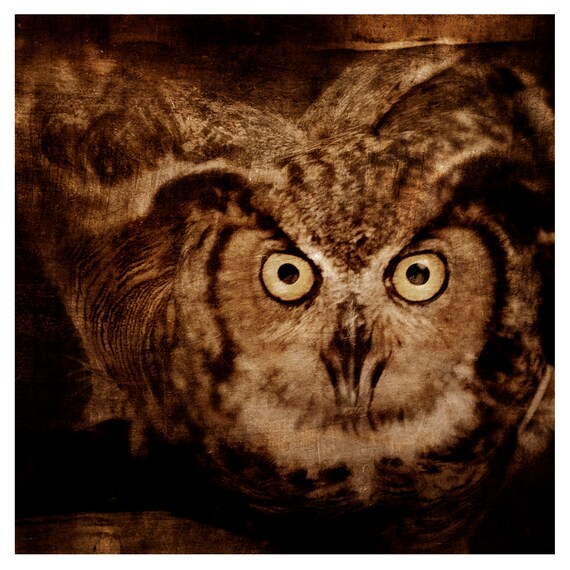 OWL signed 12 x 12 print on fine art paper | Etsy