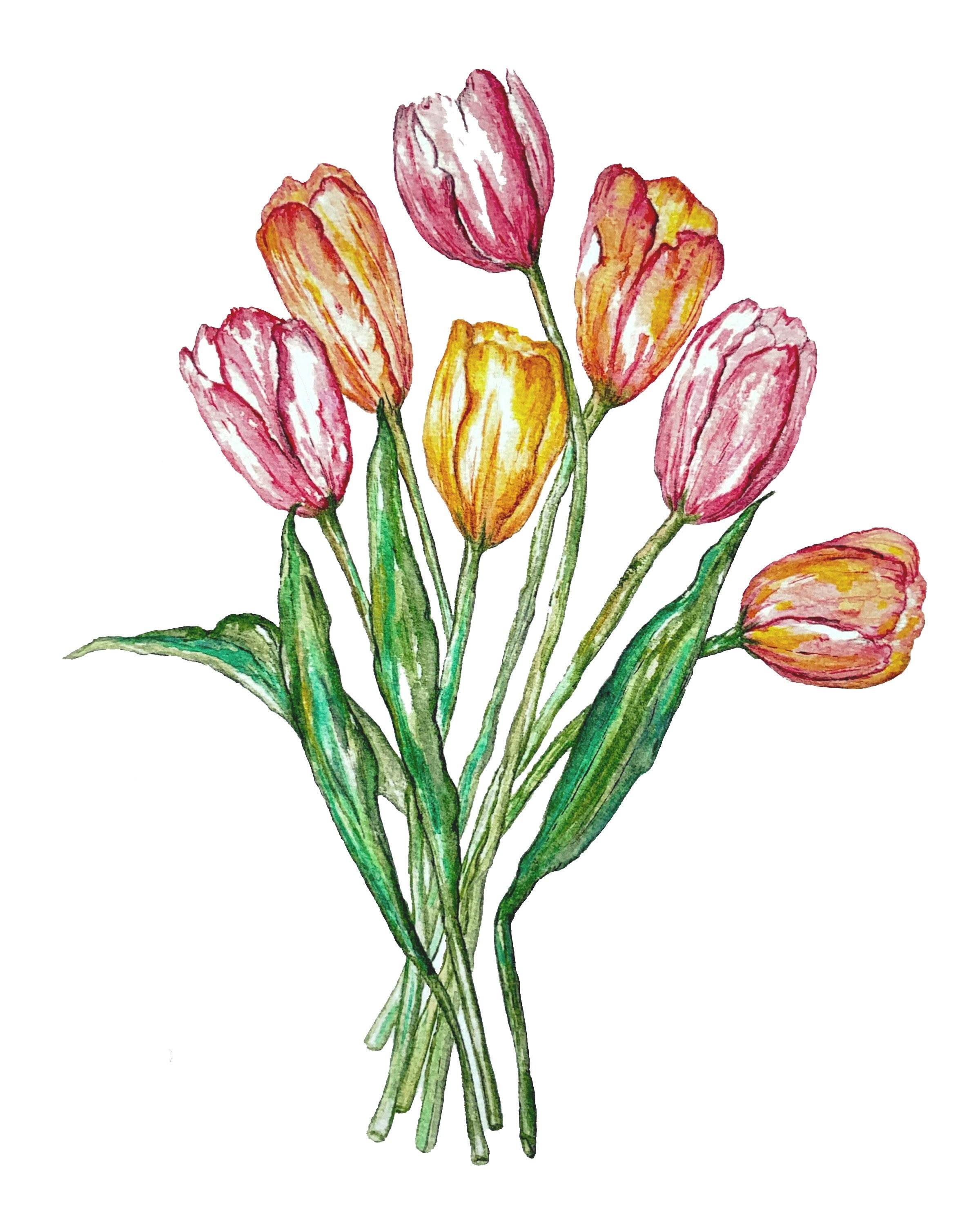 Bouquet Of Tulips Drawing