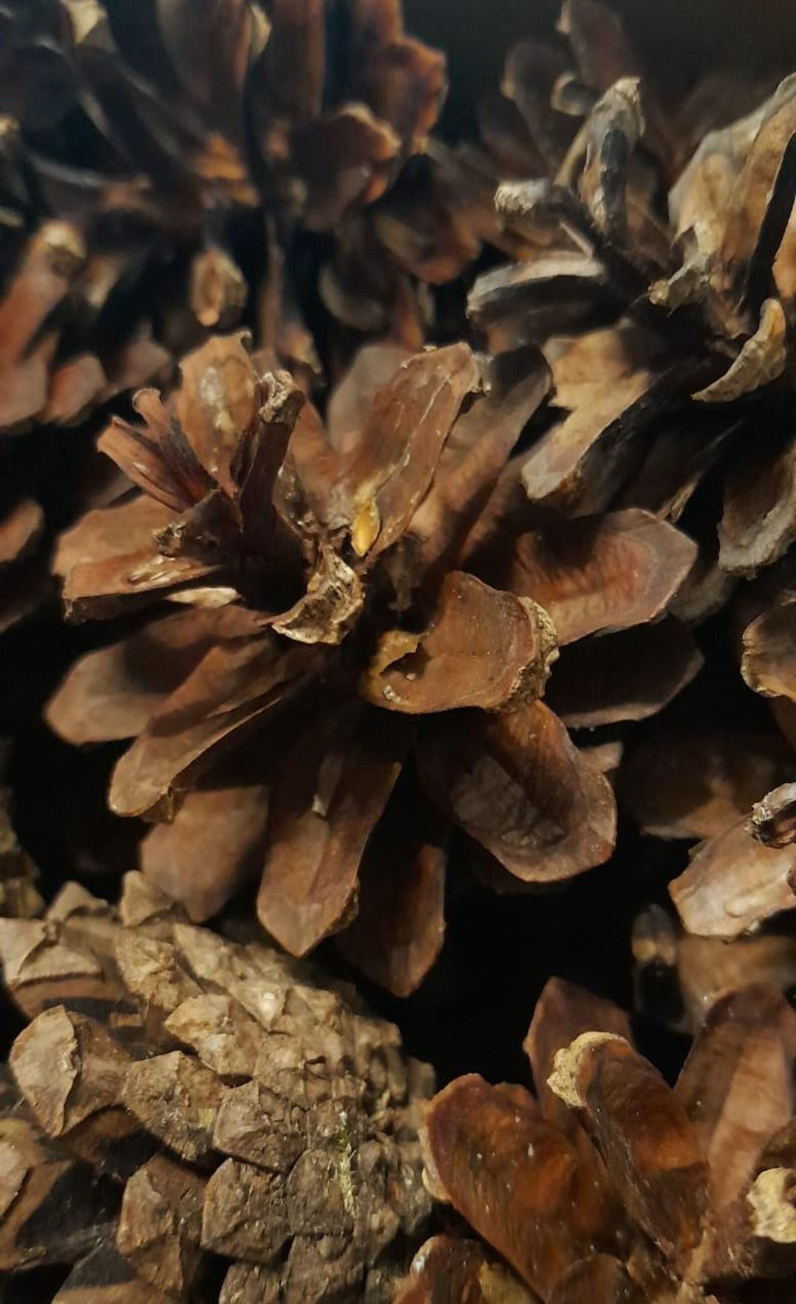 Beautiful Naturally Dried Pine Cones 50pc, Art Supply, Craft Materials ...