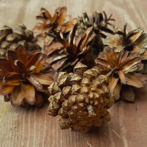 Beautiful Naturally Dried Pine Cones 50pc, Art Supply, Craft Materials ...