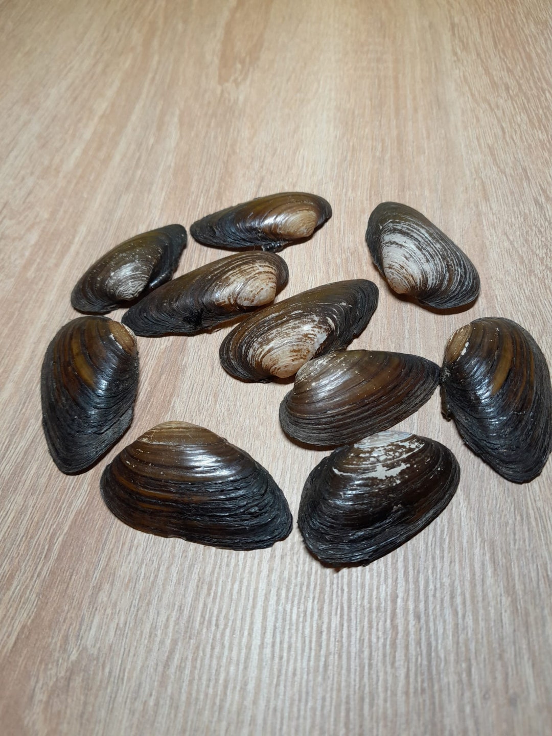 Baltic Sea Shells, Natural DIY Craft Supplies, Aquarium Decor (10pc) - Etsy