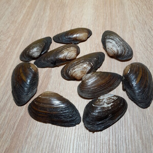 Sea Shells for Aquarium Decor - Etsy
