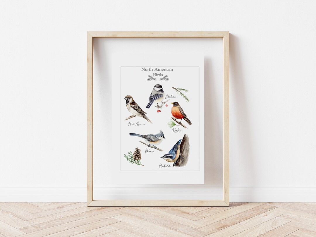 North American Birds, Watercolour Birds, Bird Chart, Bird Art, Wildlife ...