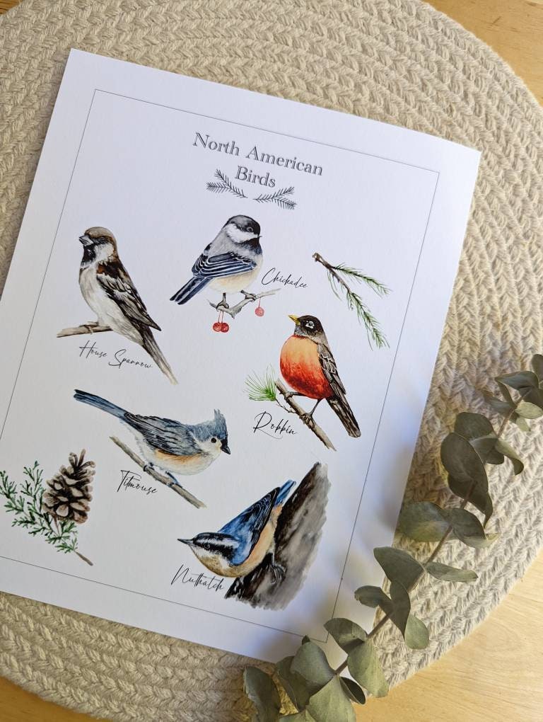 North American Birds Watercolour Birds Bird Chart Bird Art - Etsy