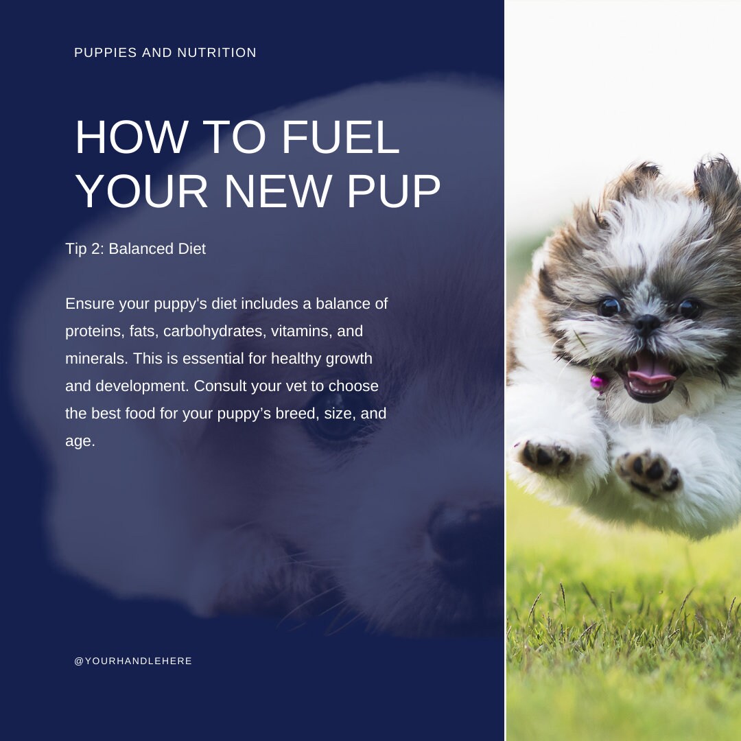 Veterinarian Social Media Posts: Pet Clinic IG Templates (editable ...