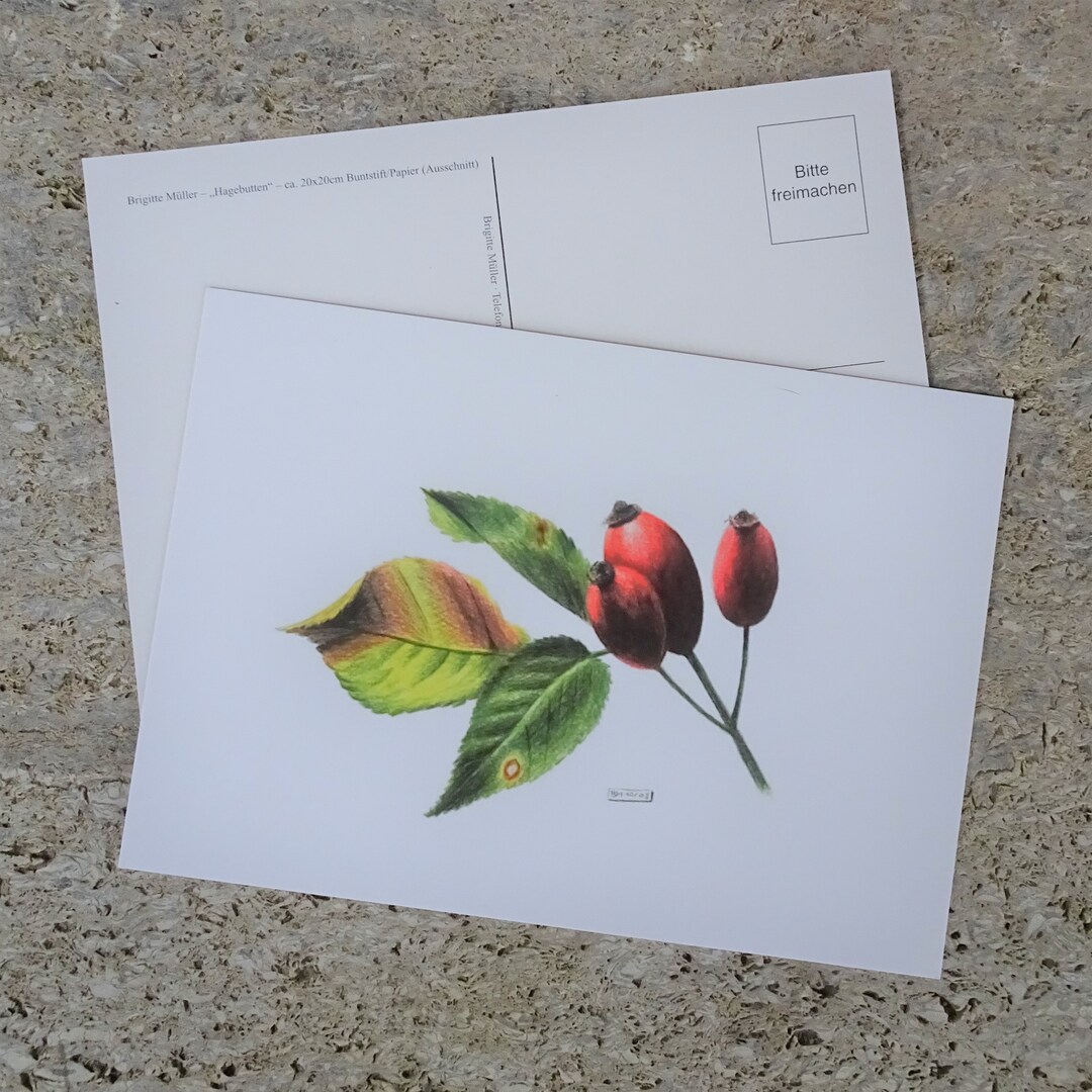 Rosehip Art Postcard Colored Pencil Drawing - Etsy
