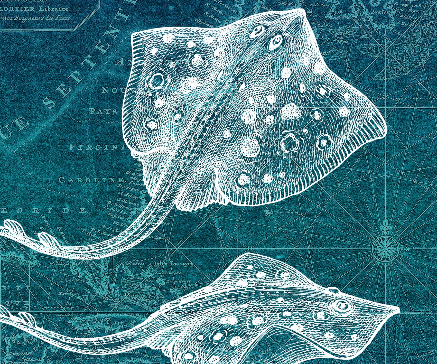 Pair of Stingrays on a Dark Map of the North Atlantic Giclee | Etsy