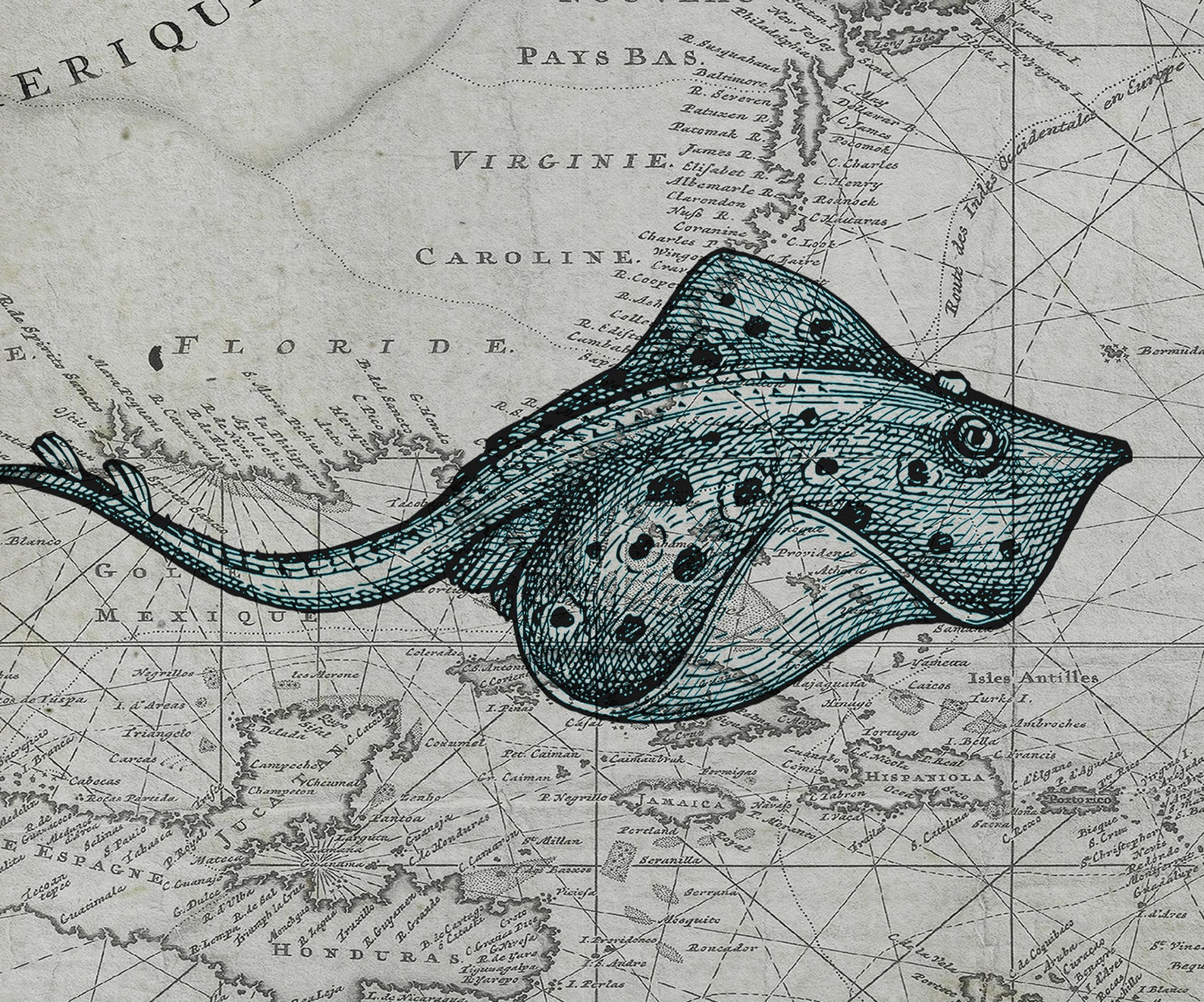 Stingray on a Map of the North Atlantic Giclee Print | Etsy