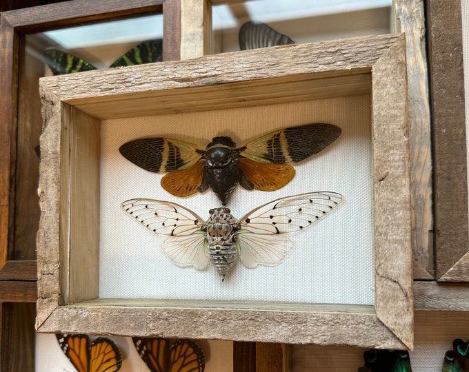 Real Framed Taxidermy Cicadas in Wood Shadow Box Halloween Cicada and ...