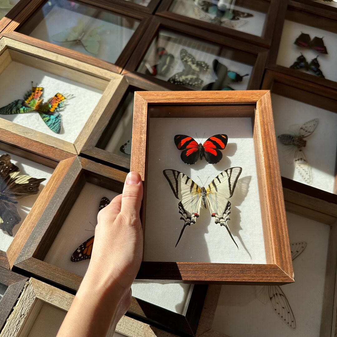Real Framed Taxidermy Red Callicore Butterfly & Eurytides Protesilaus ...
