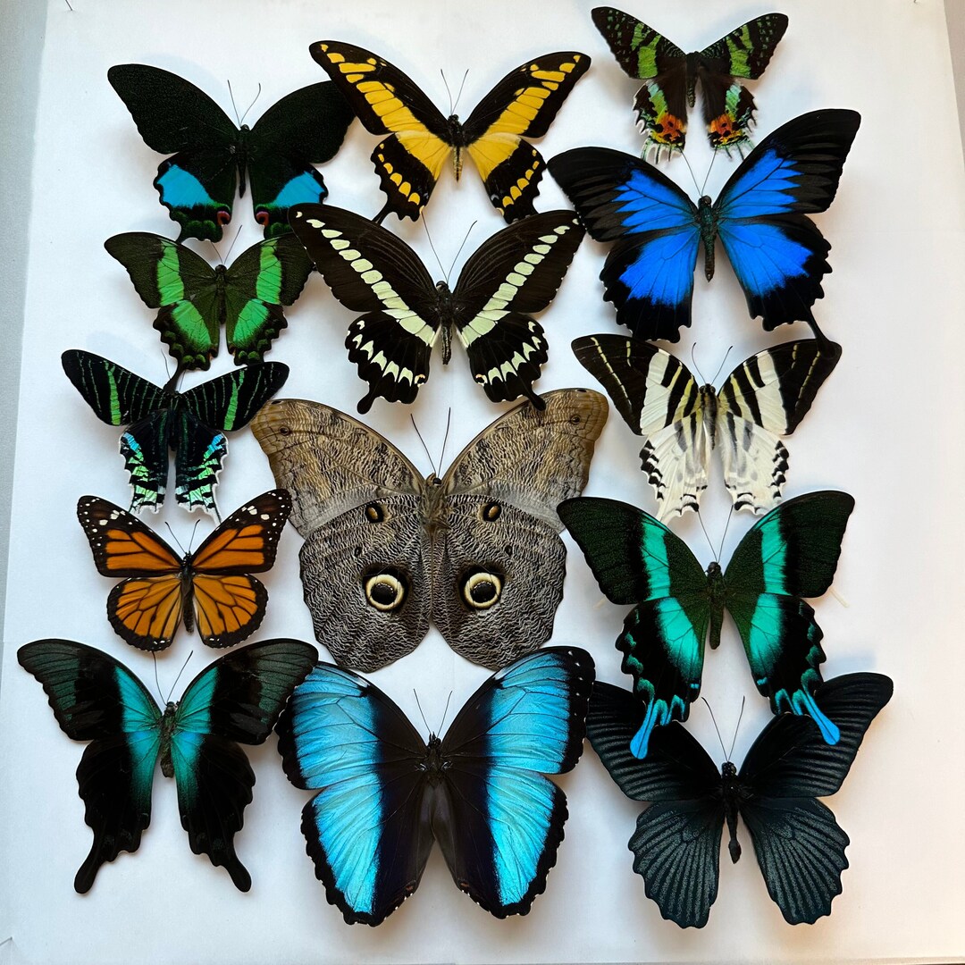 5-20 UNSPREAD Large 4”-6.5” Premium Butterflies Pack Lot Real Mixed ...