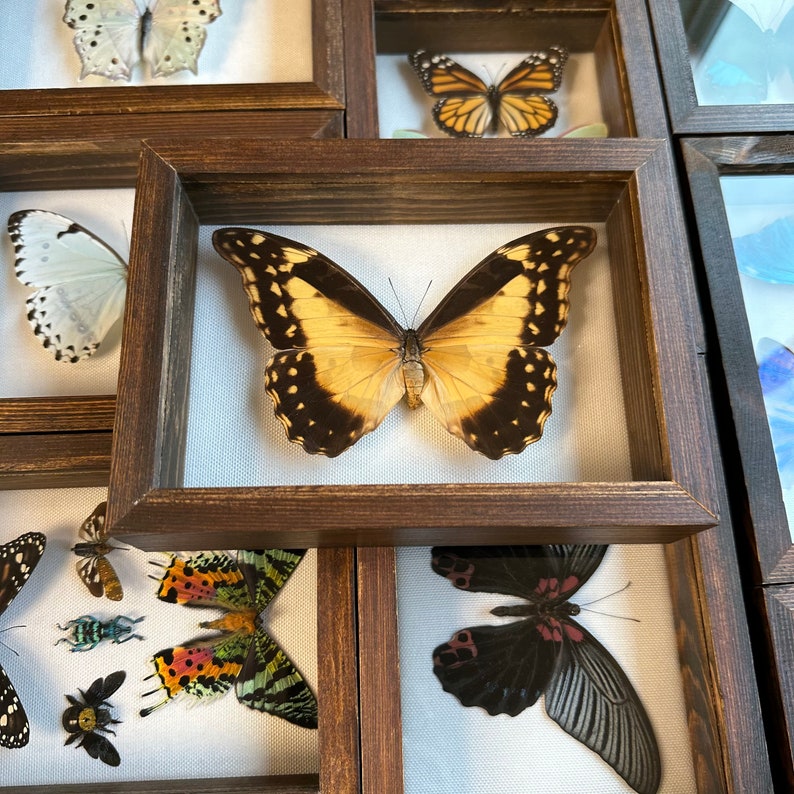 Real Framed Taxidermy Rare Female Morpho Rhetenor Helena Blue - Etsy