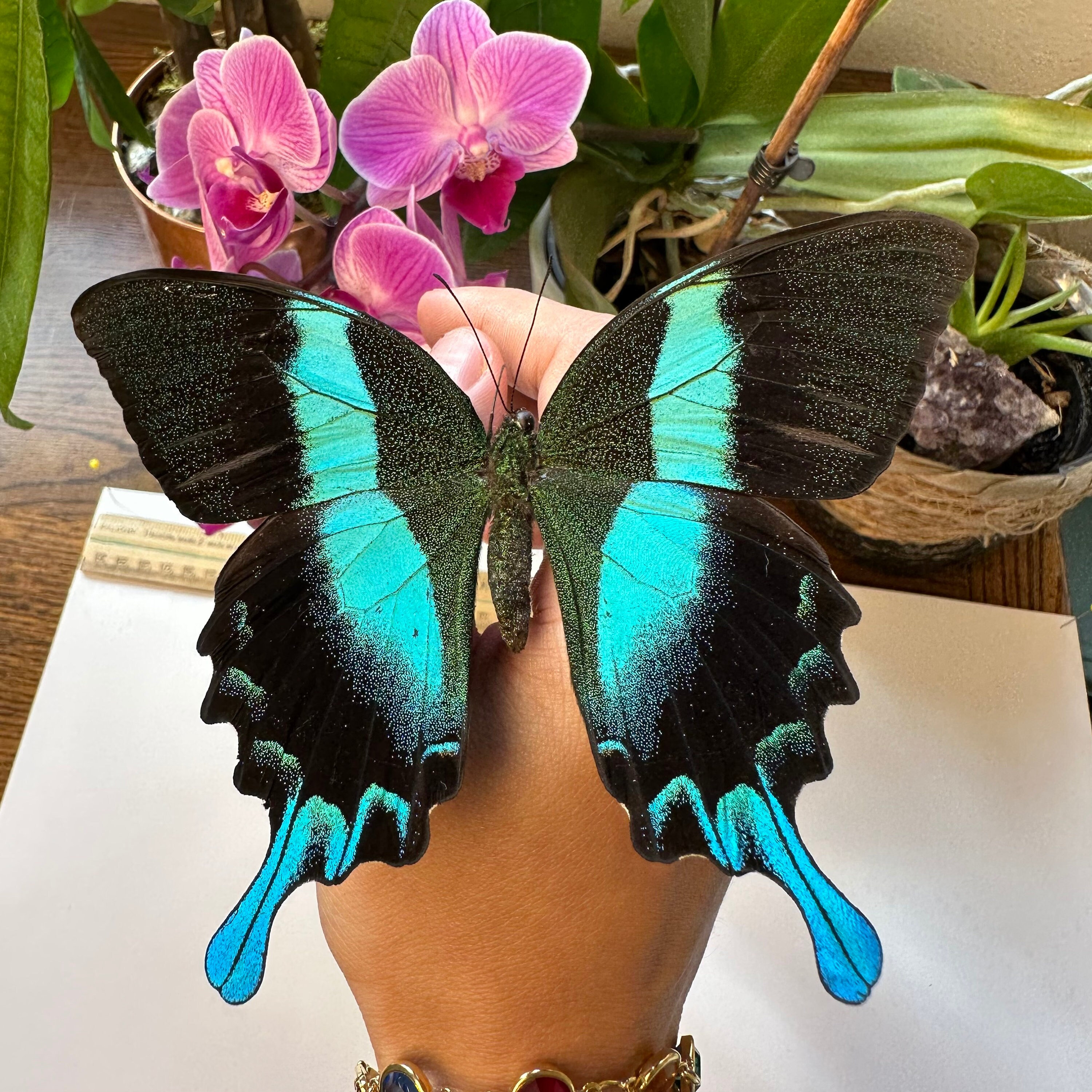Green Peacock Butterfly