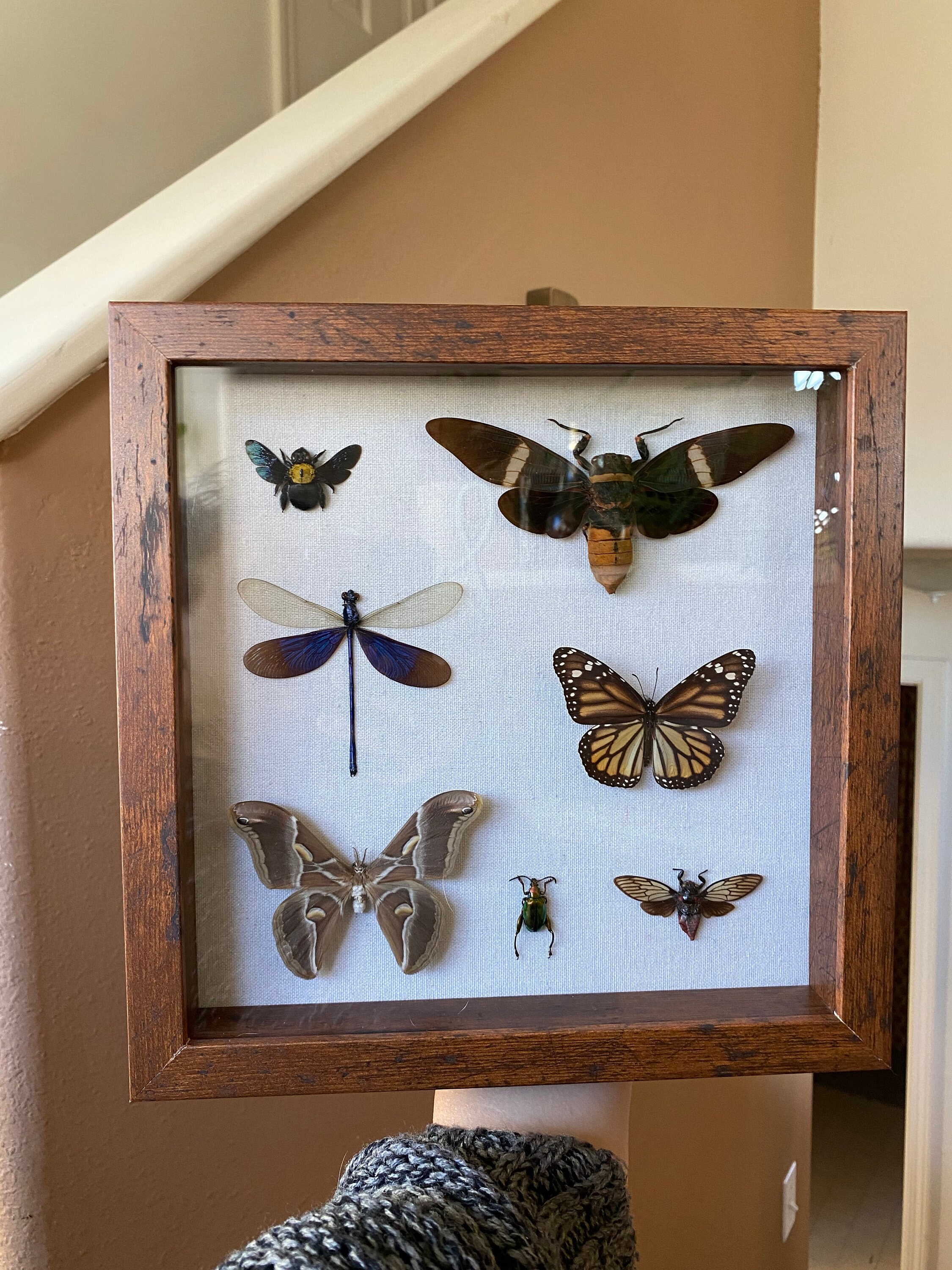 Butterfly Taxidermy Specimen Electric Blue Doxocopa Insect Collection ...