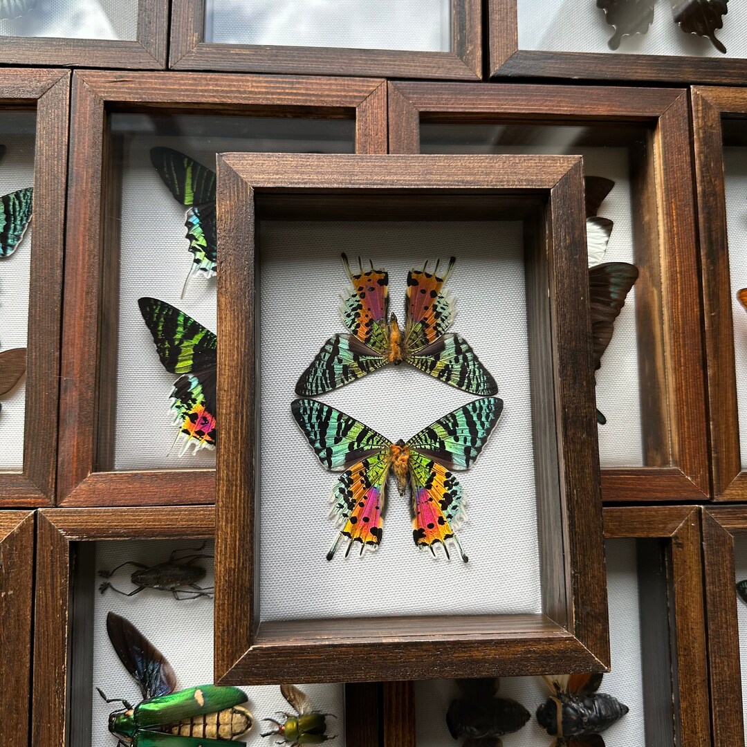 Real Framed Taxidermy Urania Rhipheus Madagascar Sunset Moths in Shadow ...
