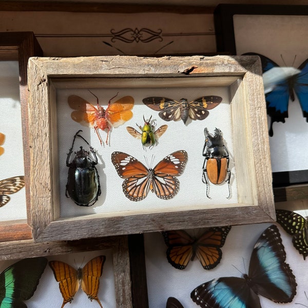 Beetle Collection - Etsy