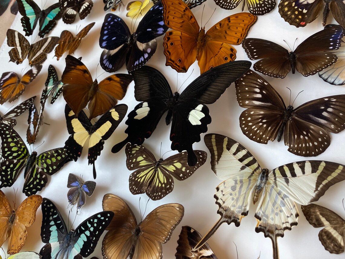 10-100 UNSPREAD RANDOM Butterflies Pack Lot Real Mixed Species - Etsy