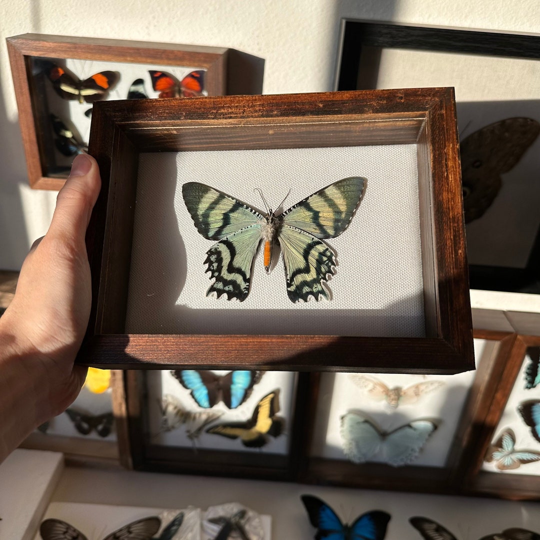 Real Framed Taxidermy Alcides Orontes Blue Zodiac Moth in - Etsy