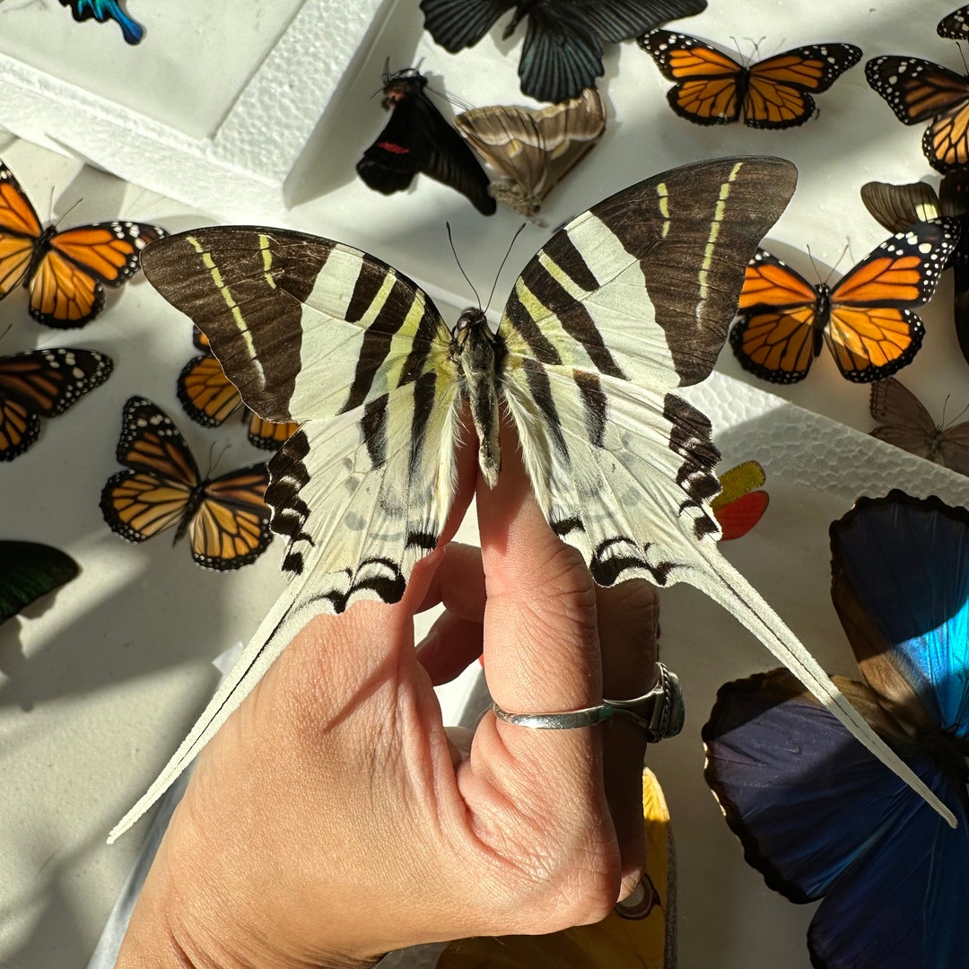 3-12 Graphium Androcles Giant Swordtail Real Butterflies Unmounted ...