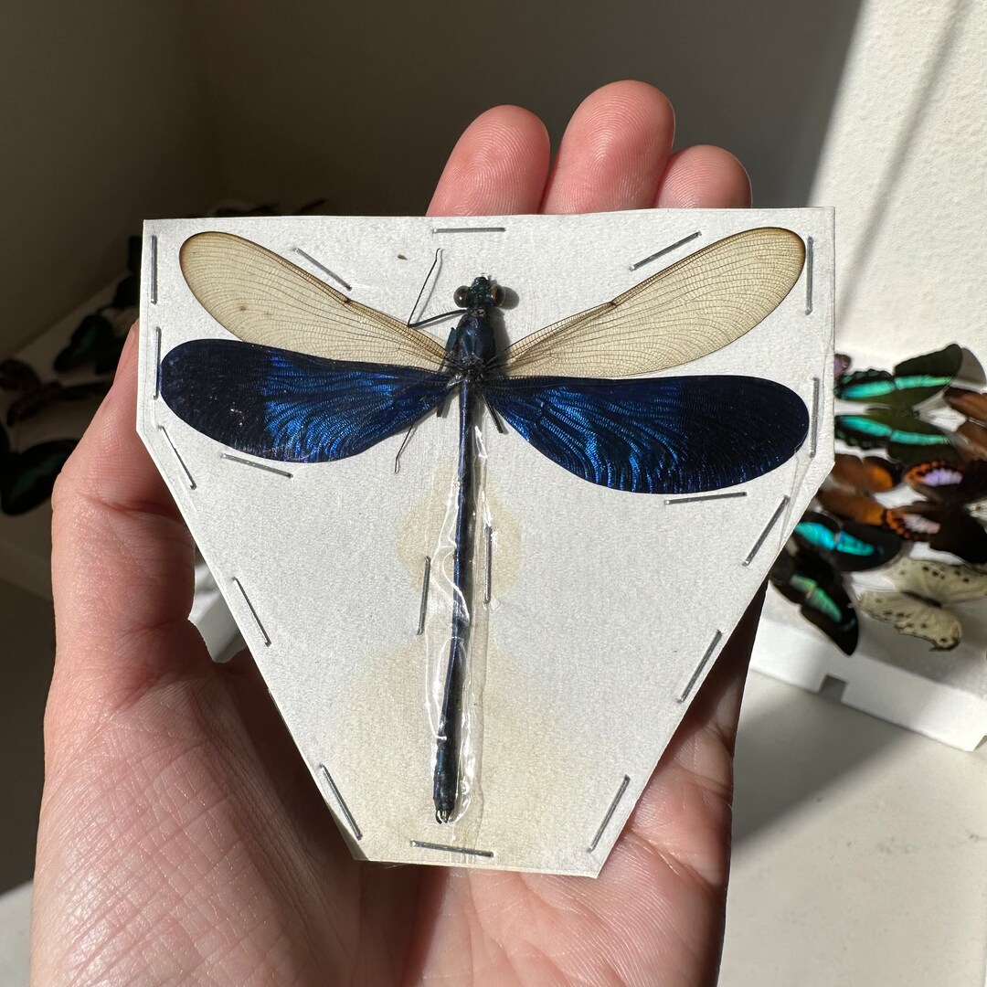 Neurobasis Kaupi Blue Damselflies Wings Open Real Unframed Unmounted ...