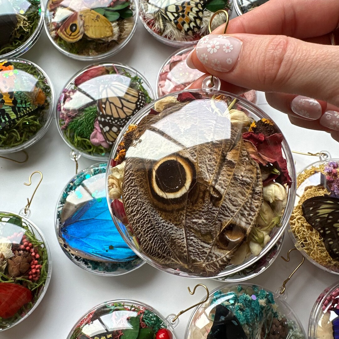 Real Caligo Owl Snake Head Butterfly Wing Natural Holiday Christmas ...