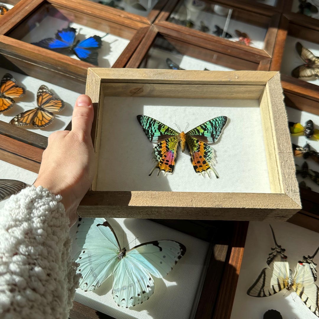 Real Framed Taxidermy Urania Rhipheus Madagascar Sunset Moth in Shadow ...