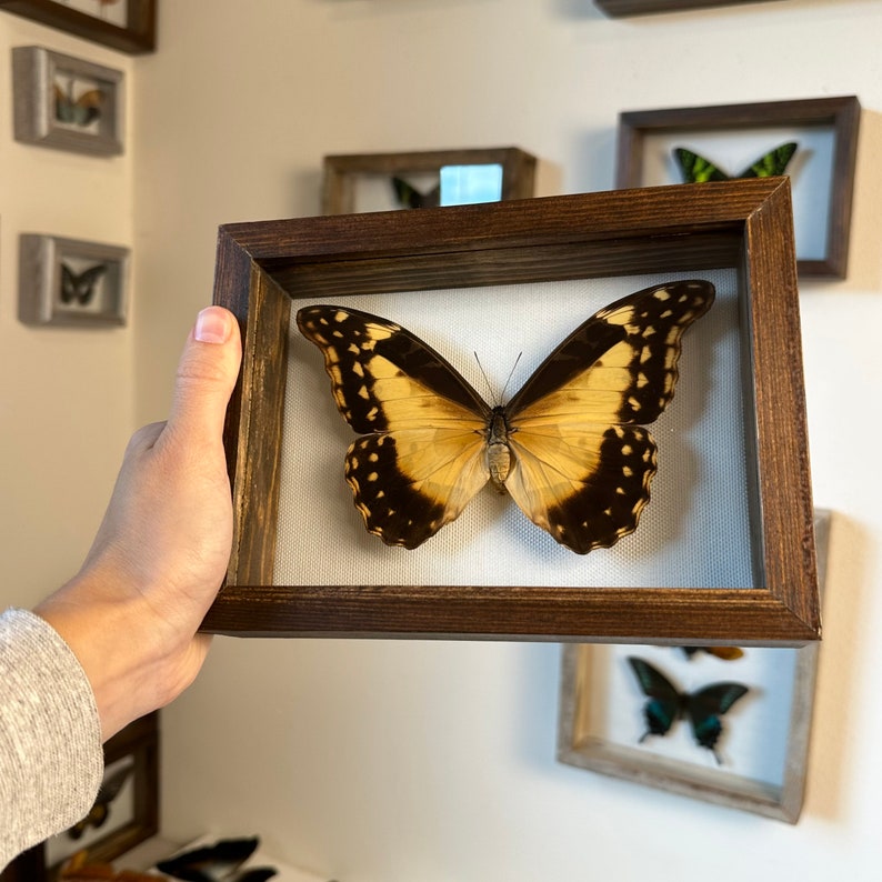 Real Framed Taxidermy Rare Female Morpho Rhetenor Helena Blue - Etsy