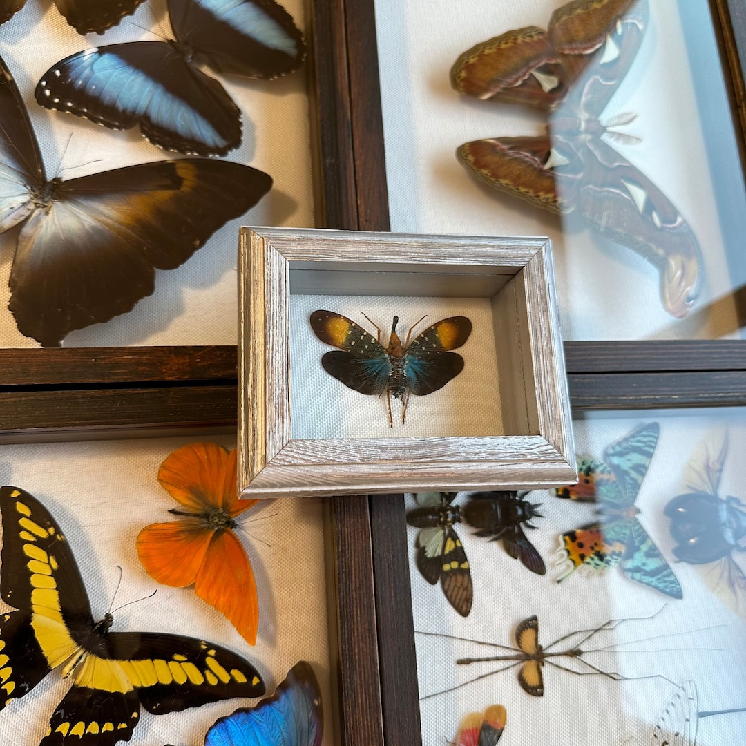 Real Framed Taxidermy Orange & Blue Pyrops Gunjii Exotic Lanternfly in ...