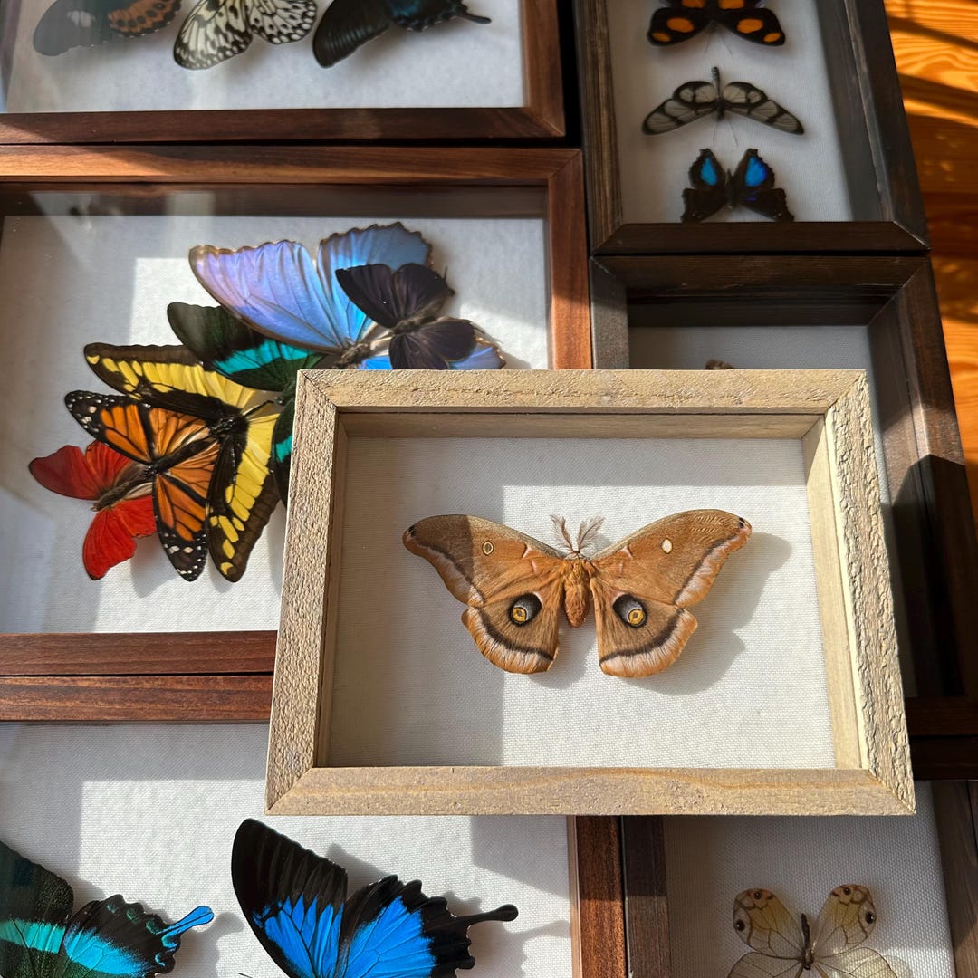 Real Taxidermy Antheraea Polyphemus Silk Moth Display Framed Moth ...