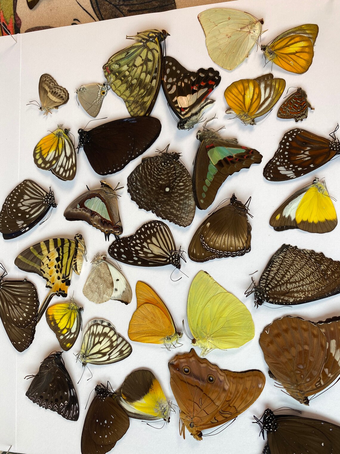 10-100 UNSPREAD RANDOM Butterflies Pack Lot Real Mixed Species - Etsy