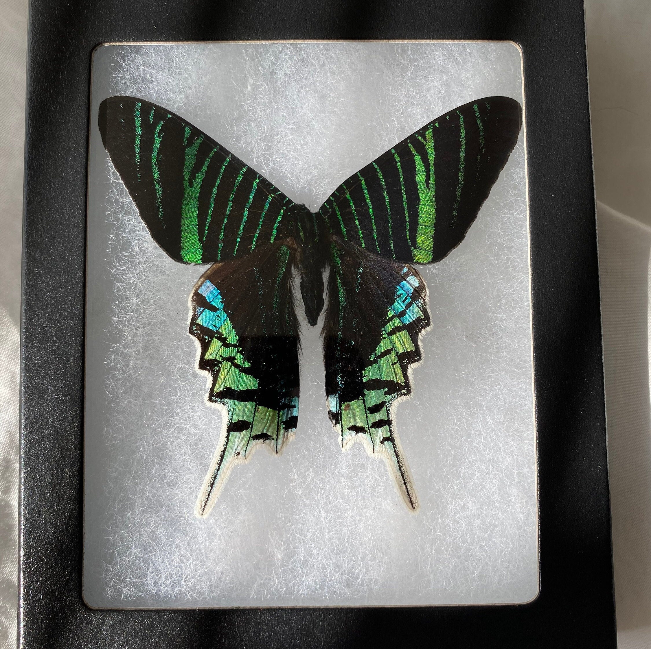 natural Real Framed Taxidermy swallowtail Butterfly in Riker Mount ...