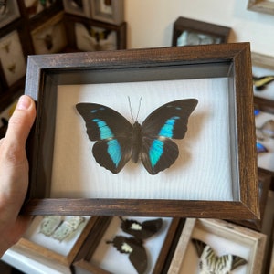 Real Framed Taxidermy Turquoise Blue Prepona Amphimacus Tropical ...