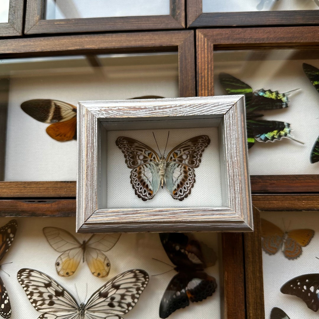 Real Framed Taxidermy Moduza Lymire Tropical Butterfly in Shadow Box ...