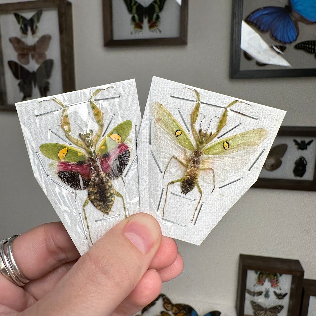 1-8 Pairs Male Female Creobroter Gemmatus Jeweled Praying Flower Mantis ...