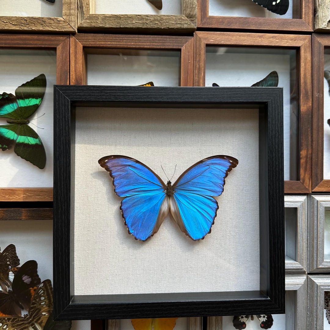Real Framed Taxidermy Blue Morpho Godarti Tropical Peruvian Butterfly ...