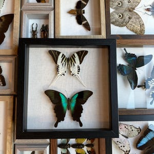 Real Framed Taxidermy Graphium Androcles Giant Swordtail & Papilio ...
