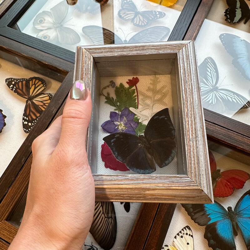 Dried Butterflies - Etsy