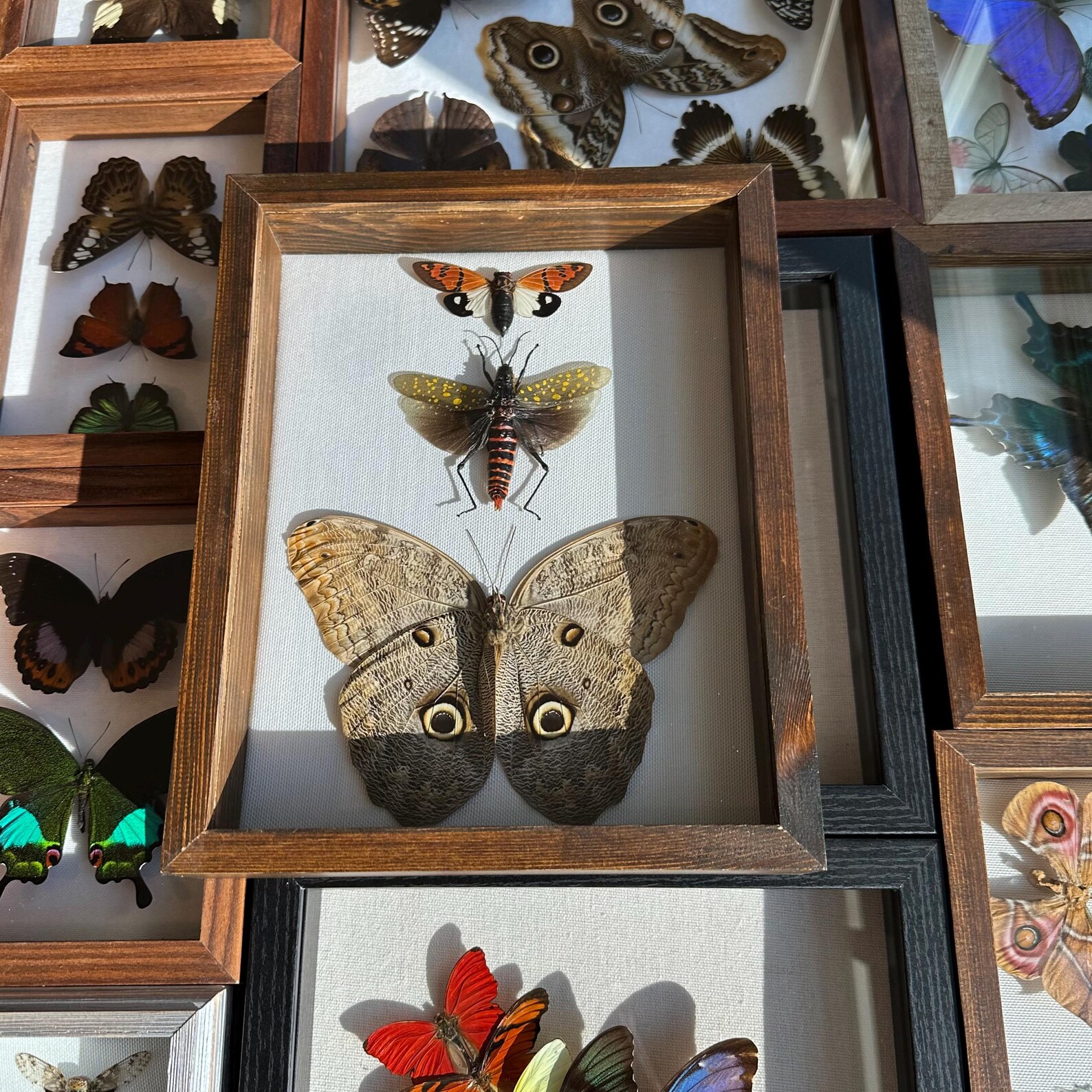Real Framed Taxidermy Caligo Giant Owl Butterfly, Orange Cicada and ...